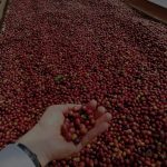 80 Stone Coffee Roasters | London Speciality Coffee Suppliers